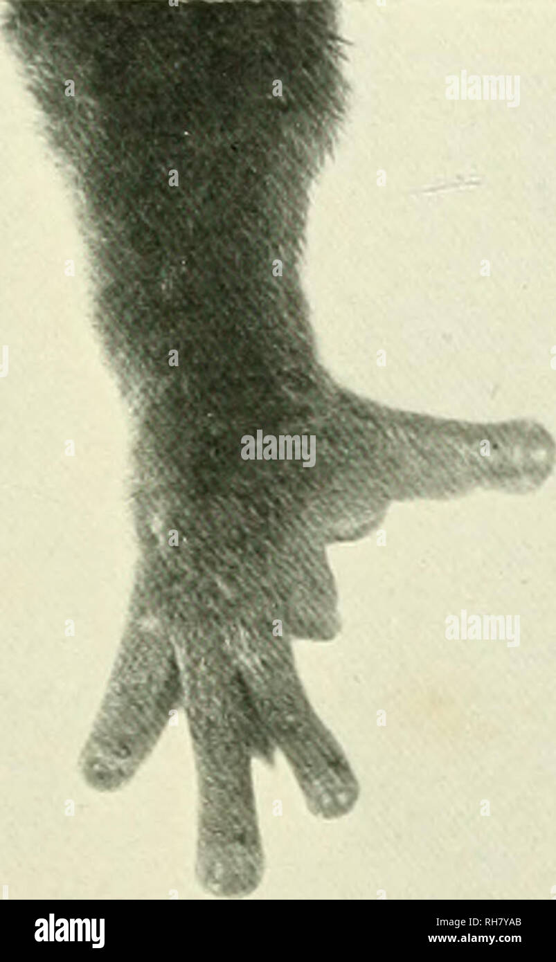 Fossa lemur hi-res stock photography and images - Alamy