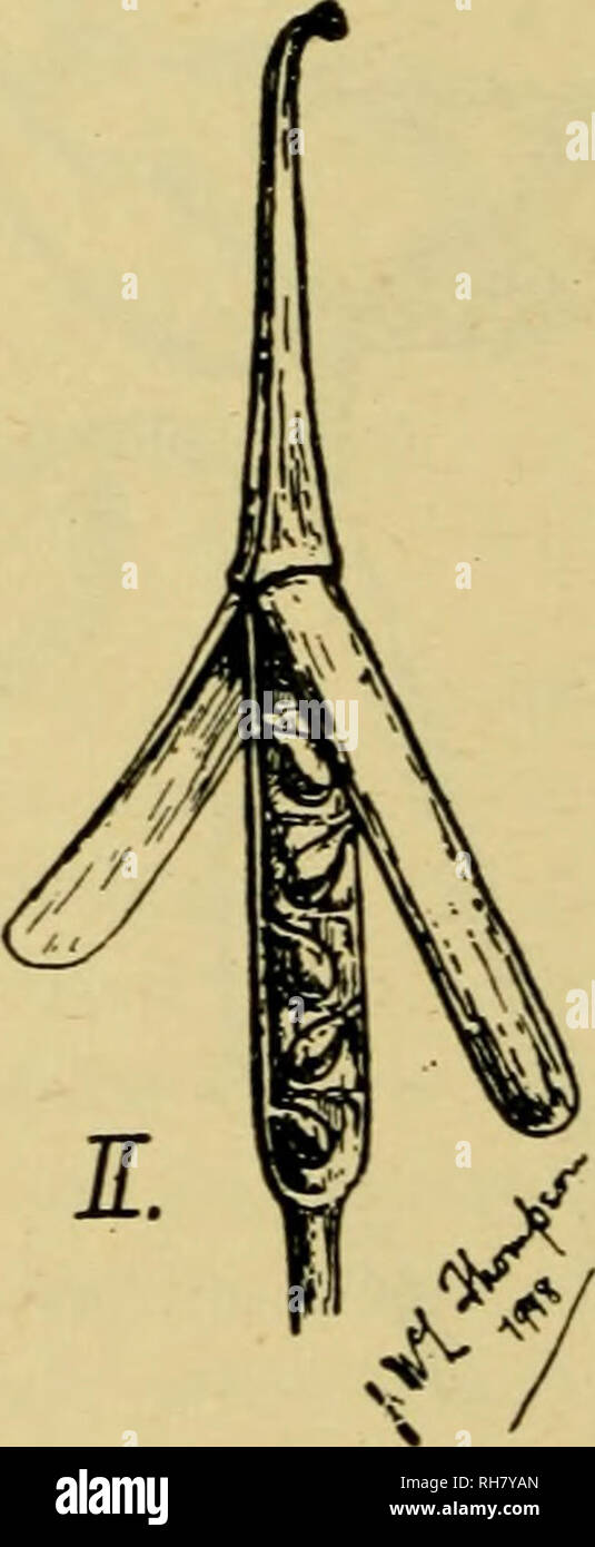 . Botany of the living plant. Botany; Plants. Fig. 477. Charlock ...