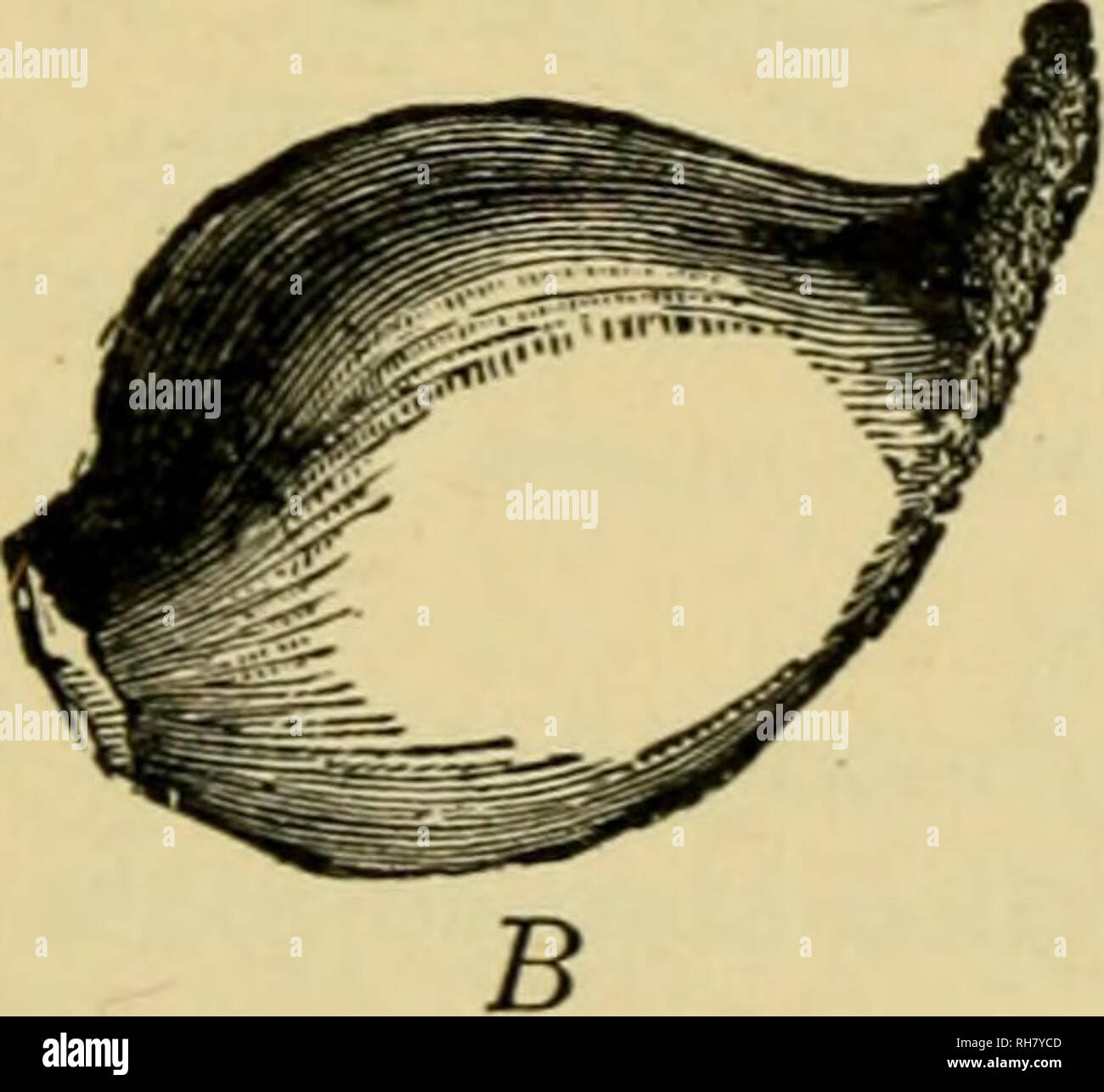 Maturing follicles hi-res stock photography and images - Alamy