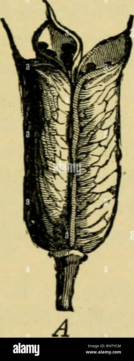 . Botany of the living plant. Botany; Plants. Fig. 472. composition of ...