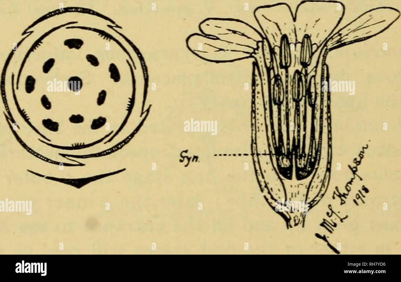 Chenopodiaceae fa hi-res stock photography and images - Alamy