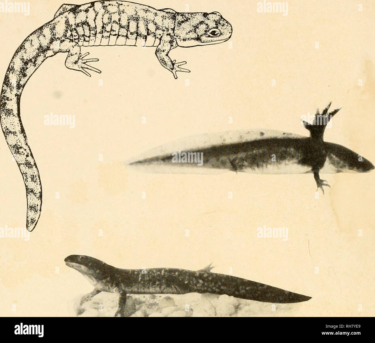 Brain tiger salamander ambystoma tigrinum hi-res stock photography and ...