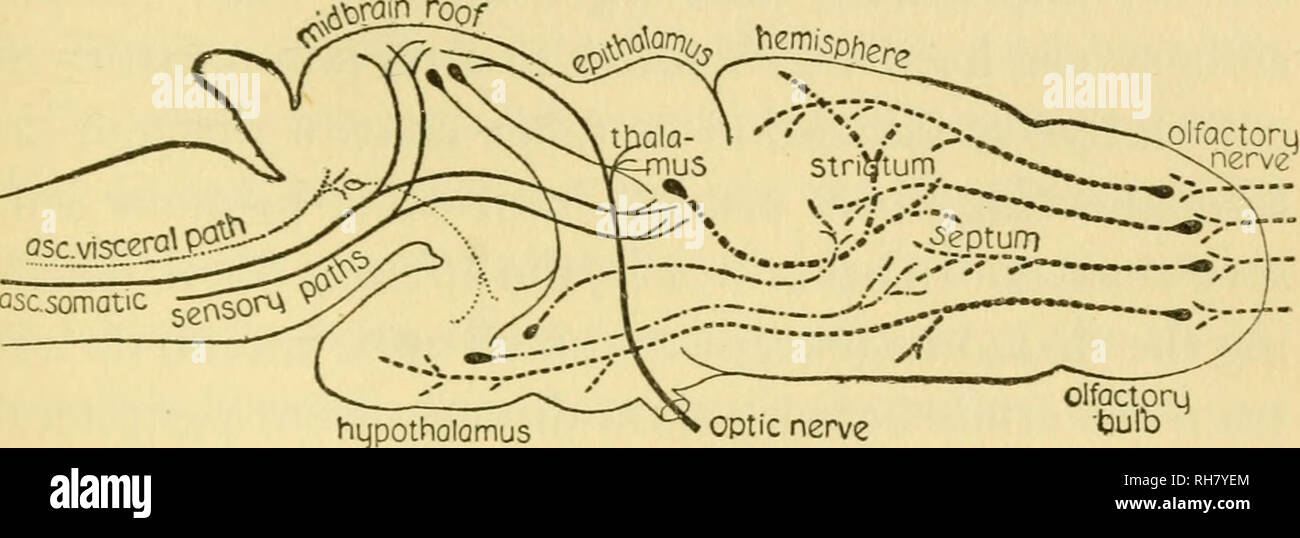 . Brains of rats and men; a survey of the origin and biological ...