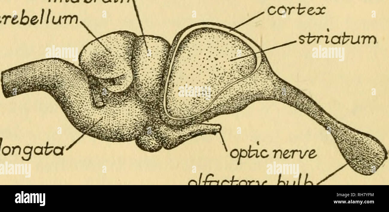 . Brains of rats and men; a survey of the origin and biological ...