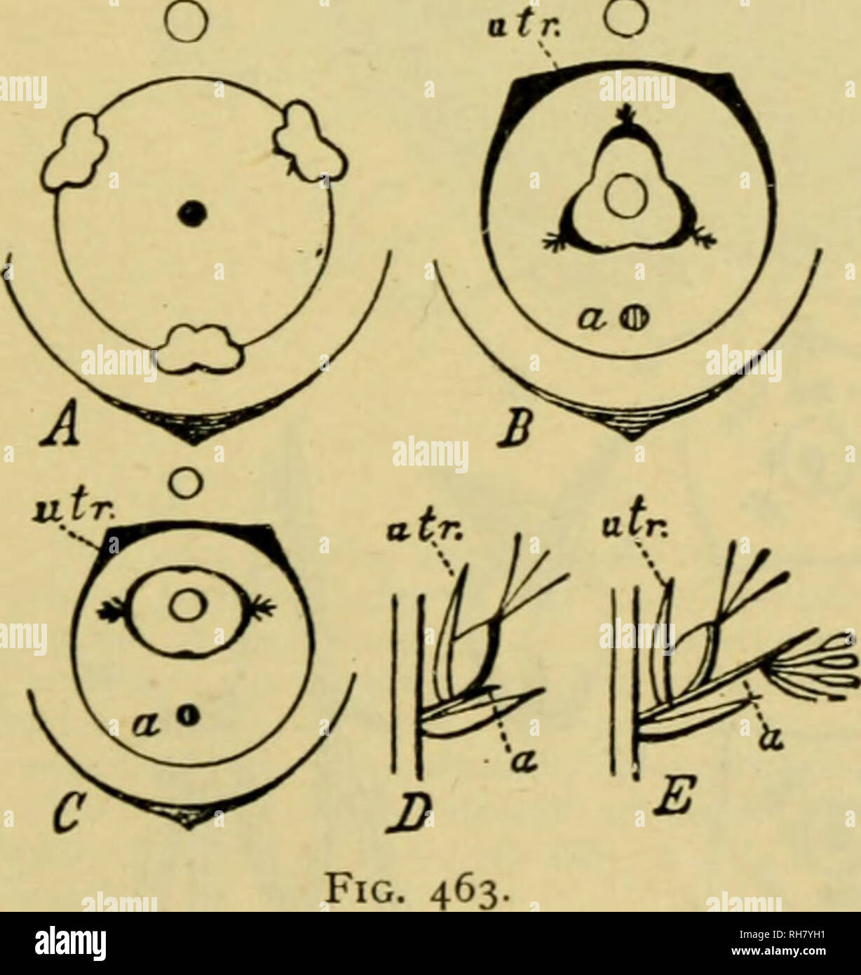 . Botany of the living plant. Botany; Plants. APPENDIX A 615 bearing ...