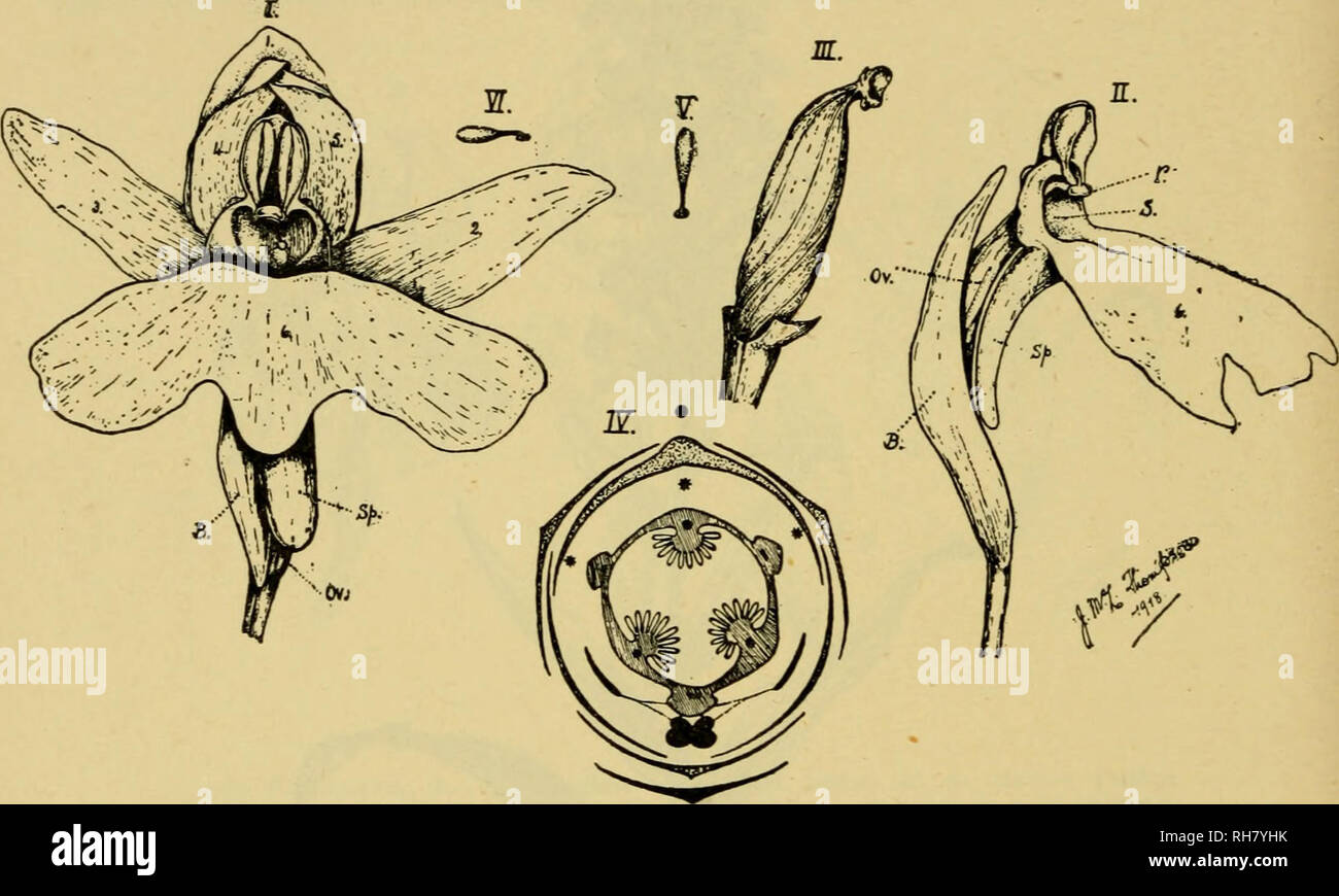 . Botany of the living plant. Botany; Plants. 6l2 BOTANY OF THE LIVING ...
