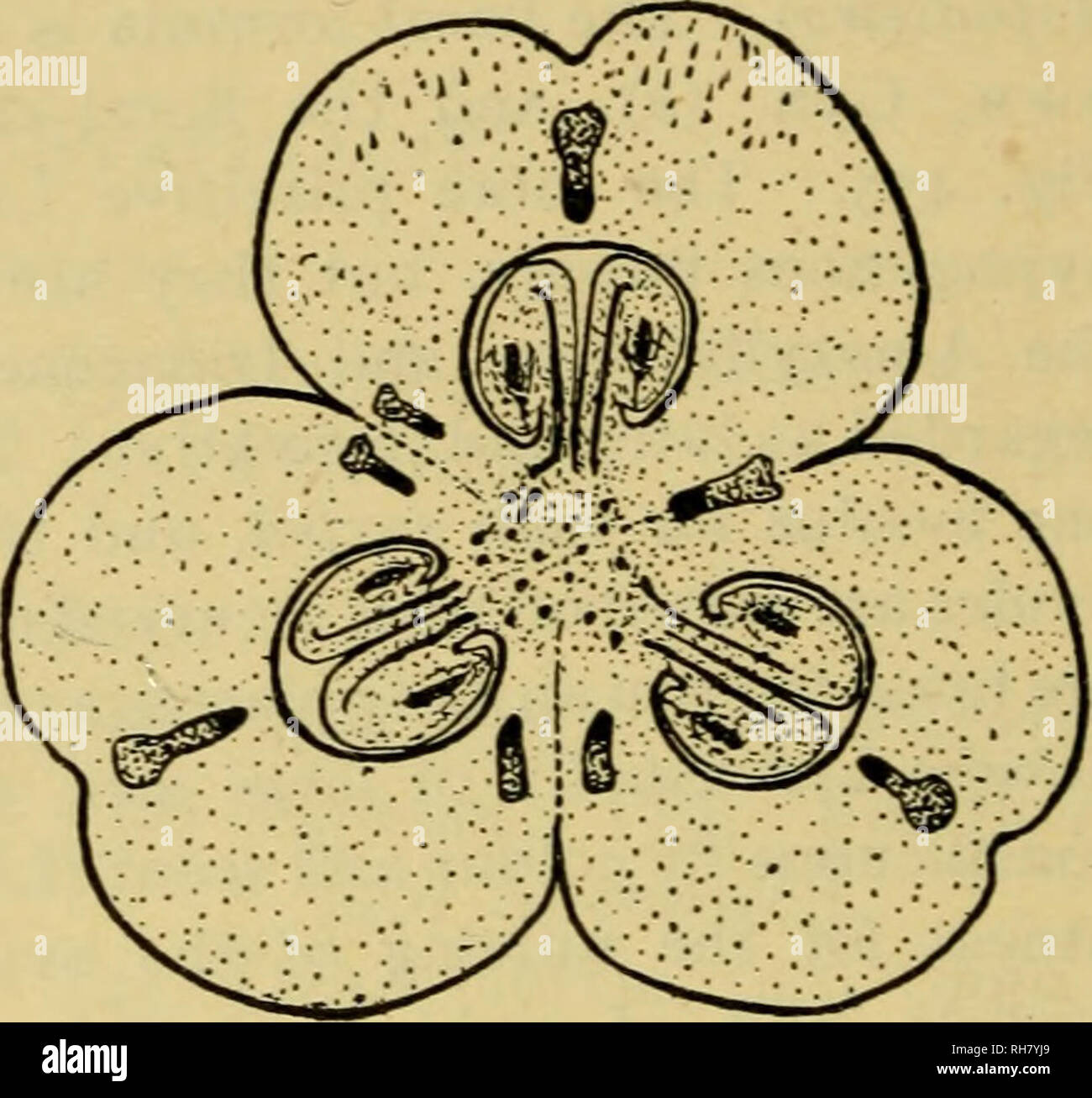 . Botany of the living plant. Botany; Plants. 6o8 BOTANY OF THE LIVING ...