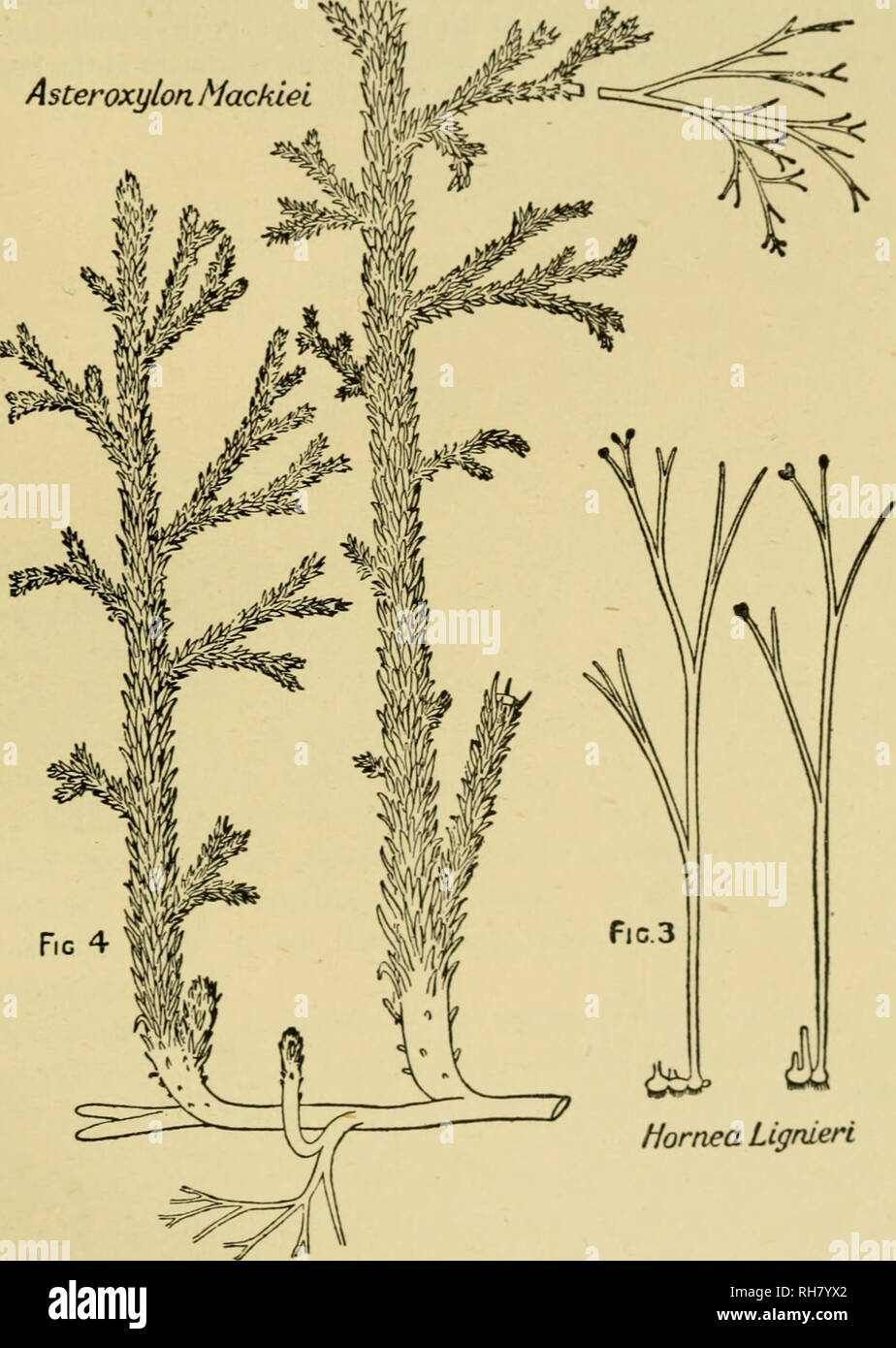 . Botany of the living plant. Botany; Plants. MUSCI AND HEPATIC A K 479 ...