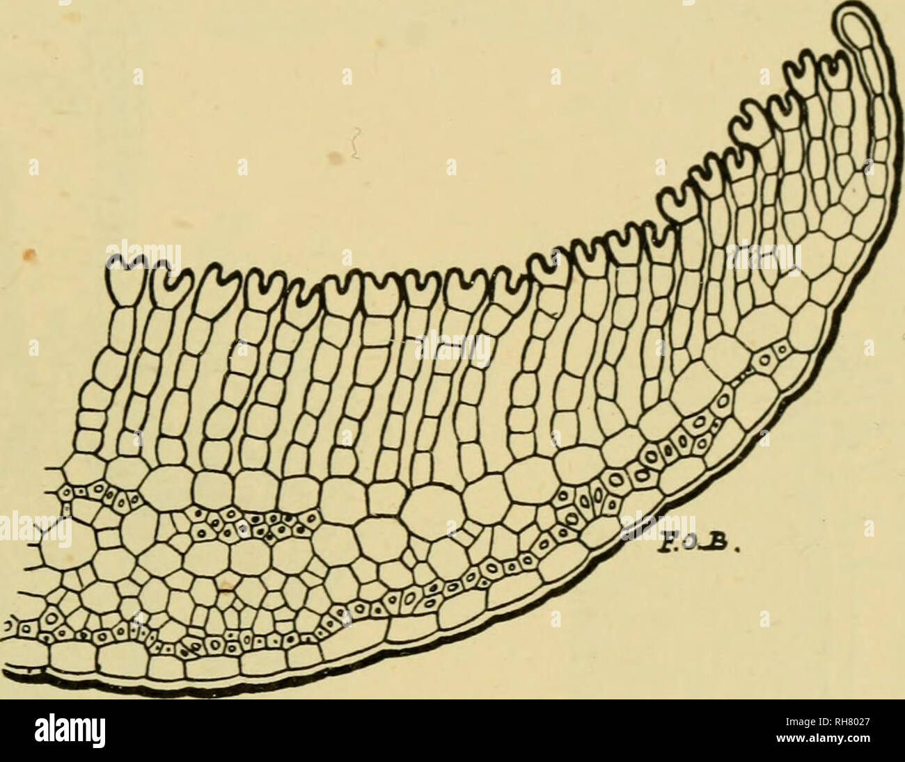 . Botany of the living plant. Botany; Plants. MUSCI AND HEPATIC A J ...