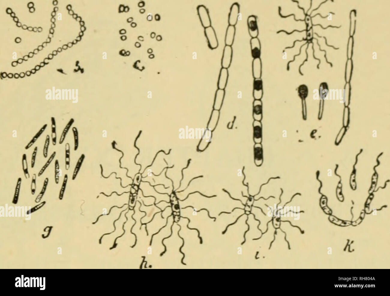. Botany of the living plant. Botany; Plants. SCHIZOPHYTA 453 logically ...