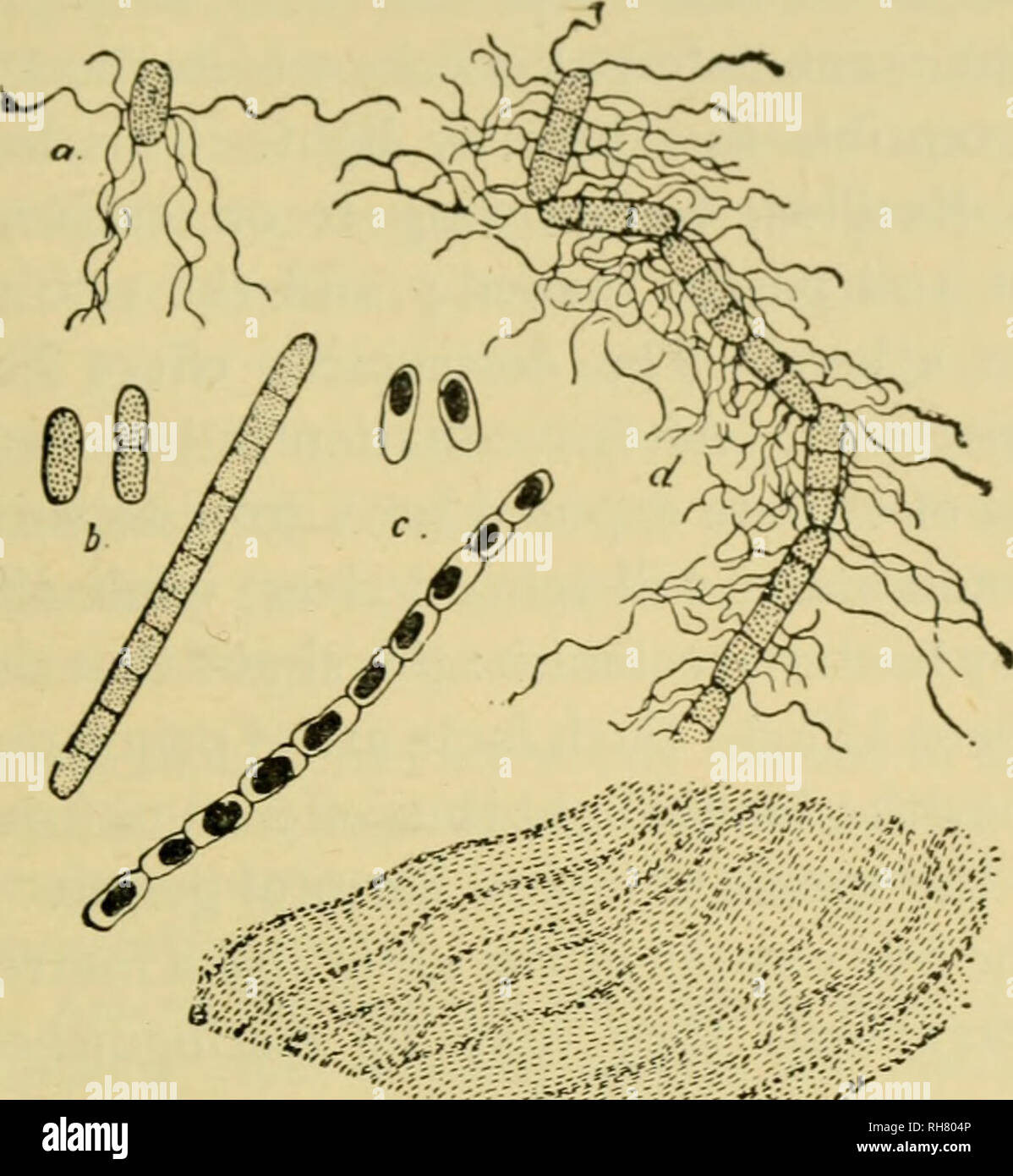 Zoogloea hi-res stock photography and images - Alamy