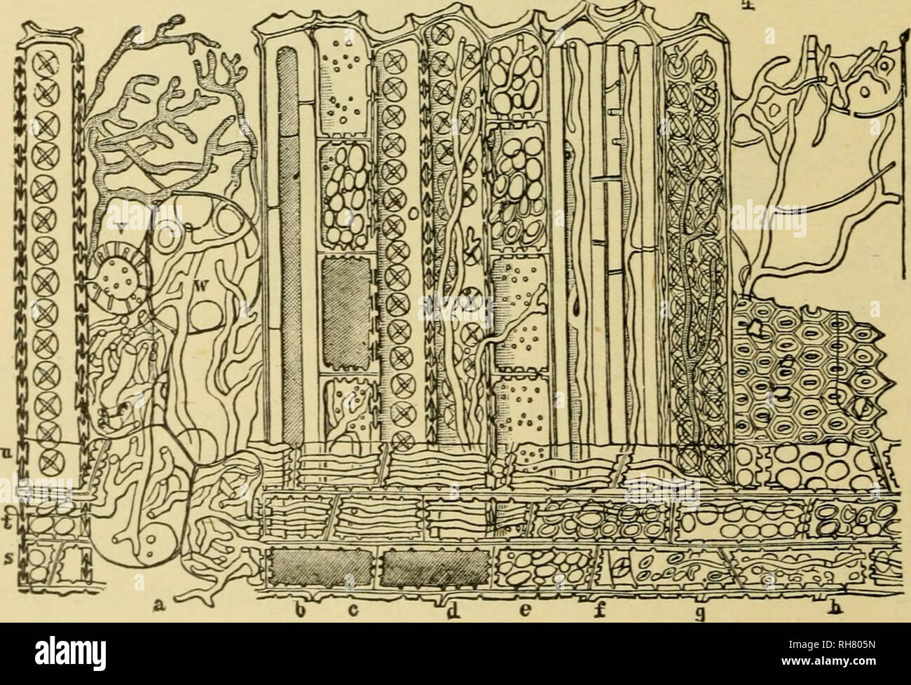 Merulius Lacrymans High Resolution Stock Photography and Images - Alamy