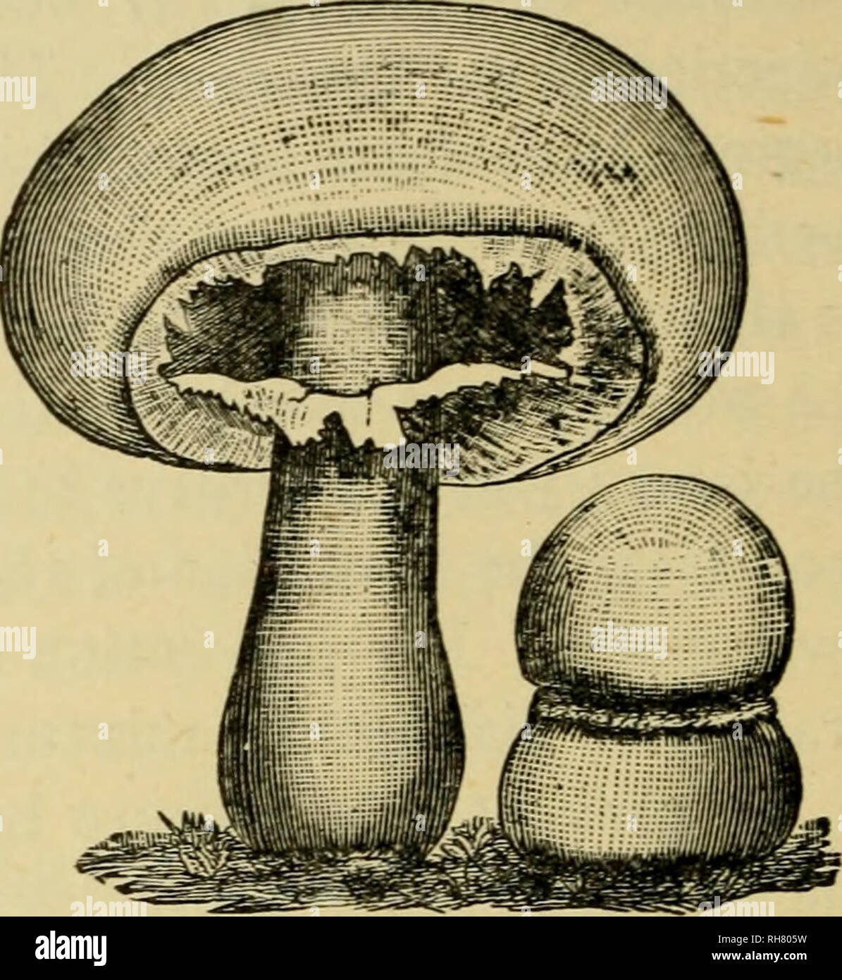 . Botany of the living plant. Botany; Plants. 442 BOTANY OF THE LIVING ...