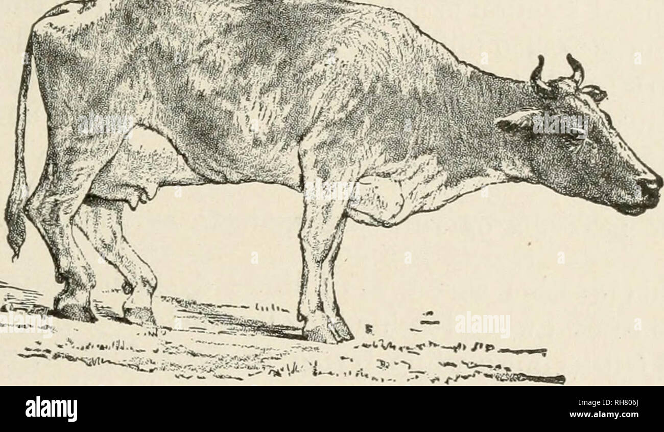 . Bovine obstetrics. Veterinary obstetrics. SPRAINS, LUXATIONS AND ...