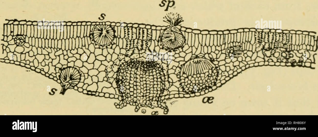 . Botany of the living plant. Botany; Plants. Fig. 336. Sporidia, or ...
