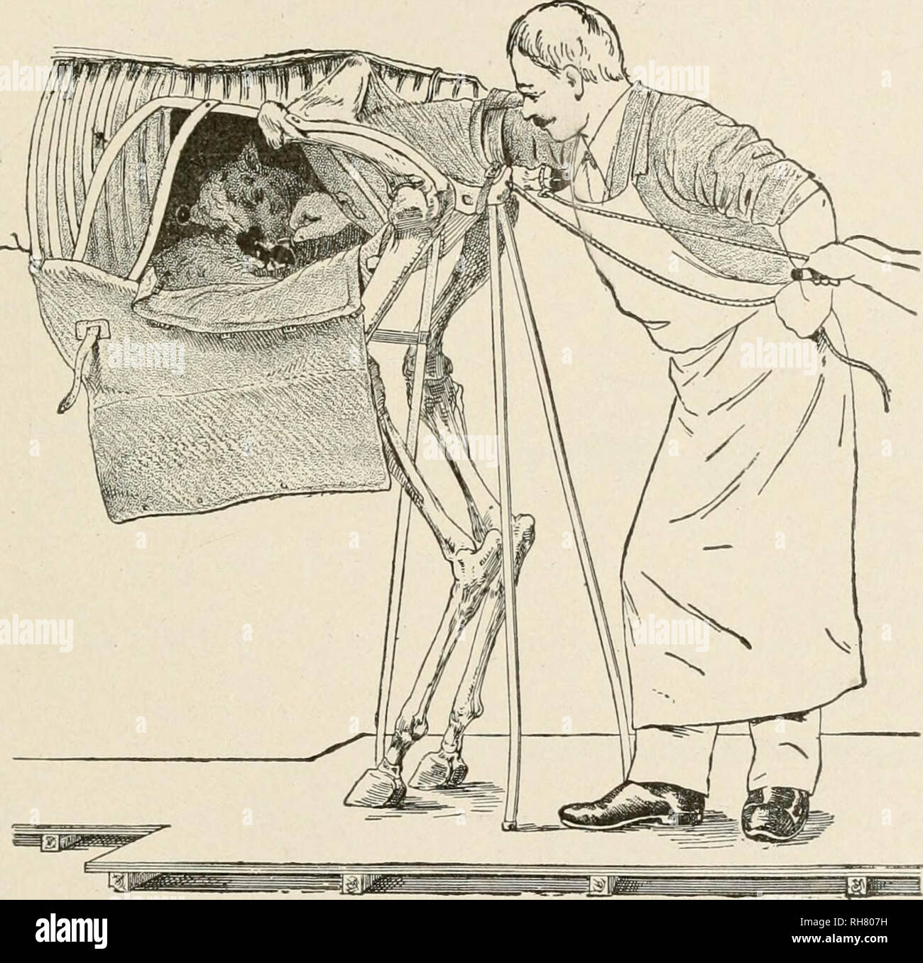. Bovine obstetrics. Veterinary obstetrics. OBSTETRICAL PHANTOMS 291 ...