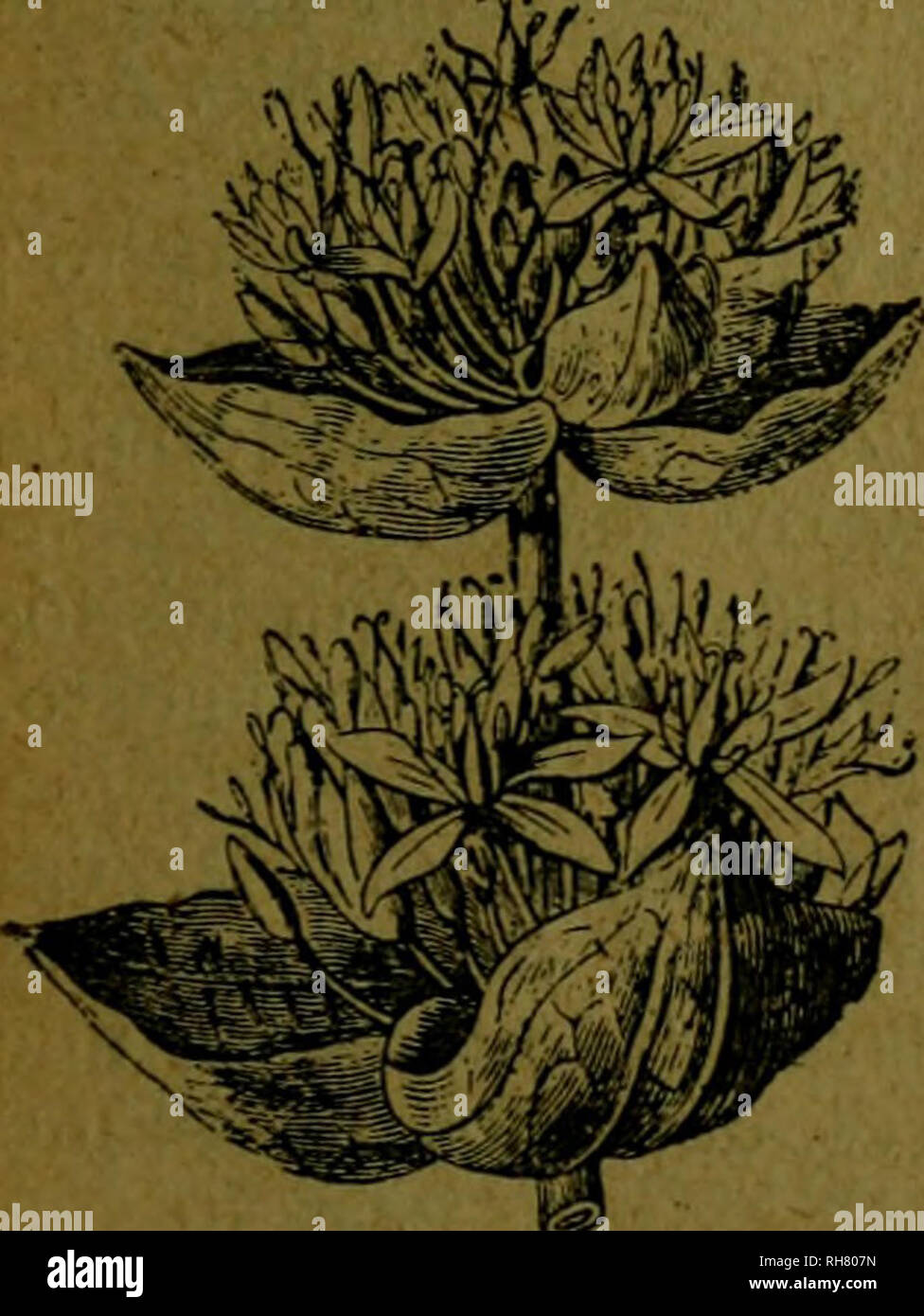 Planta De Estigma File:Órganos De La Planta En Español.gif