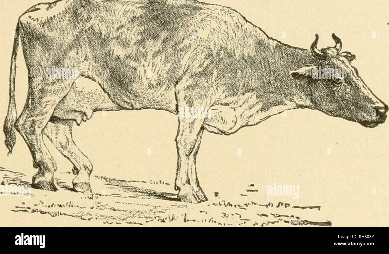 Cow standing on hind legs hi-res stock photography and images - Alamy
