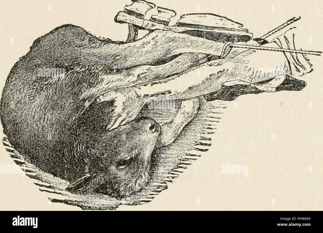 . Bovine obstetrics. Veterinary obstetrics. CLASSIFICATION OF ABNORMAL ...
