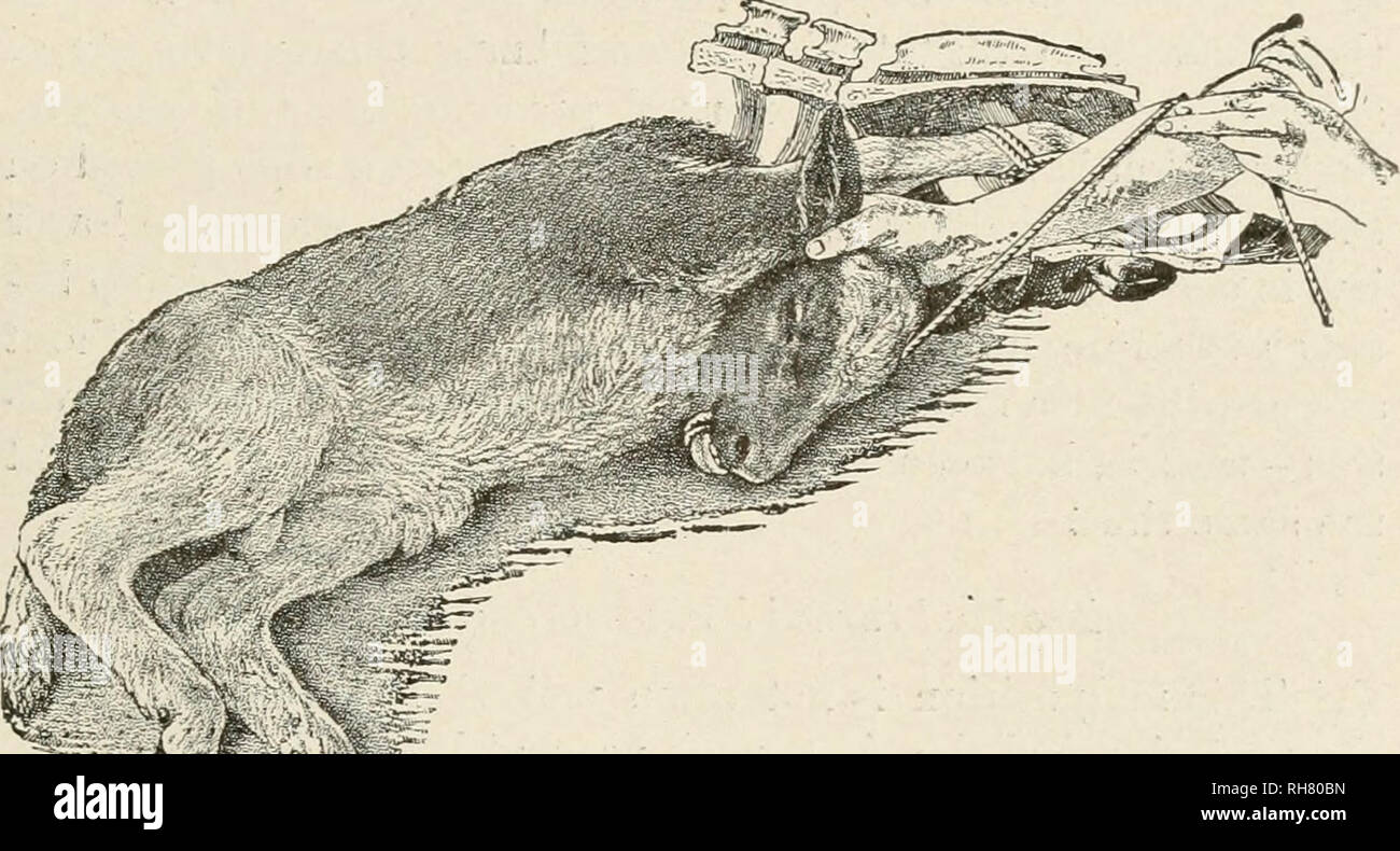 . Bovine obstetrics. Veterinary obstetrics. CLASSIFICATION OF ABNORMAL ...