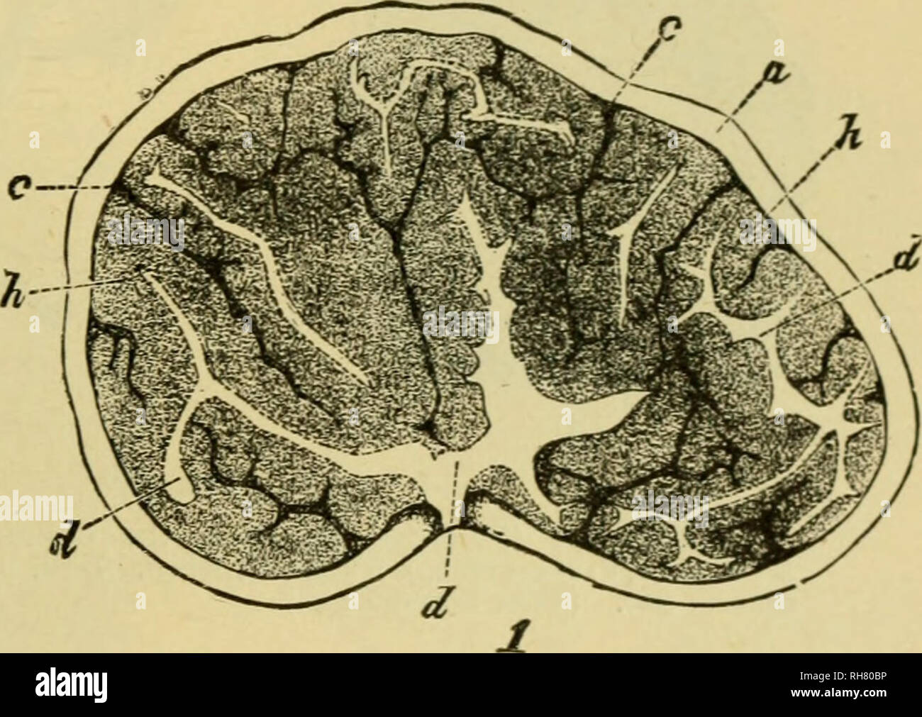 Morchella Cross Section