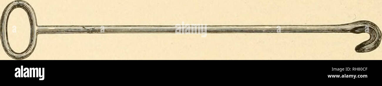 . Bovine obstetrics. Veterinary obstetrics. 268 BOVINE OBSTETRICS ment ...