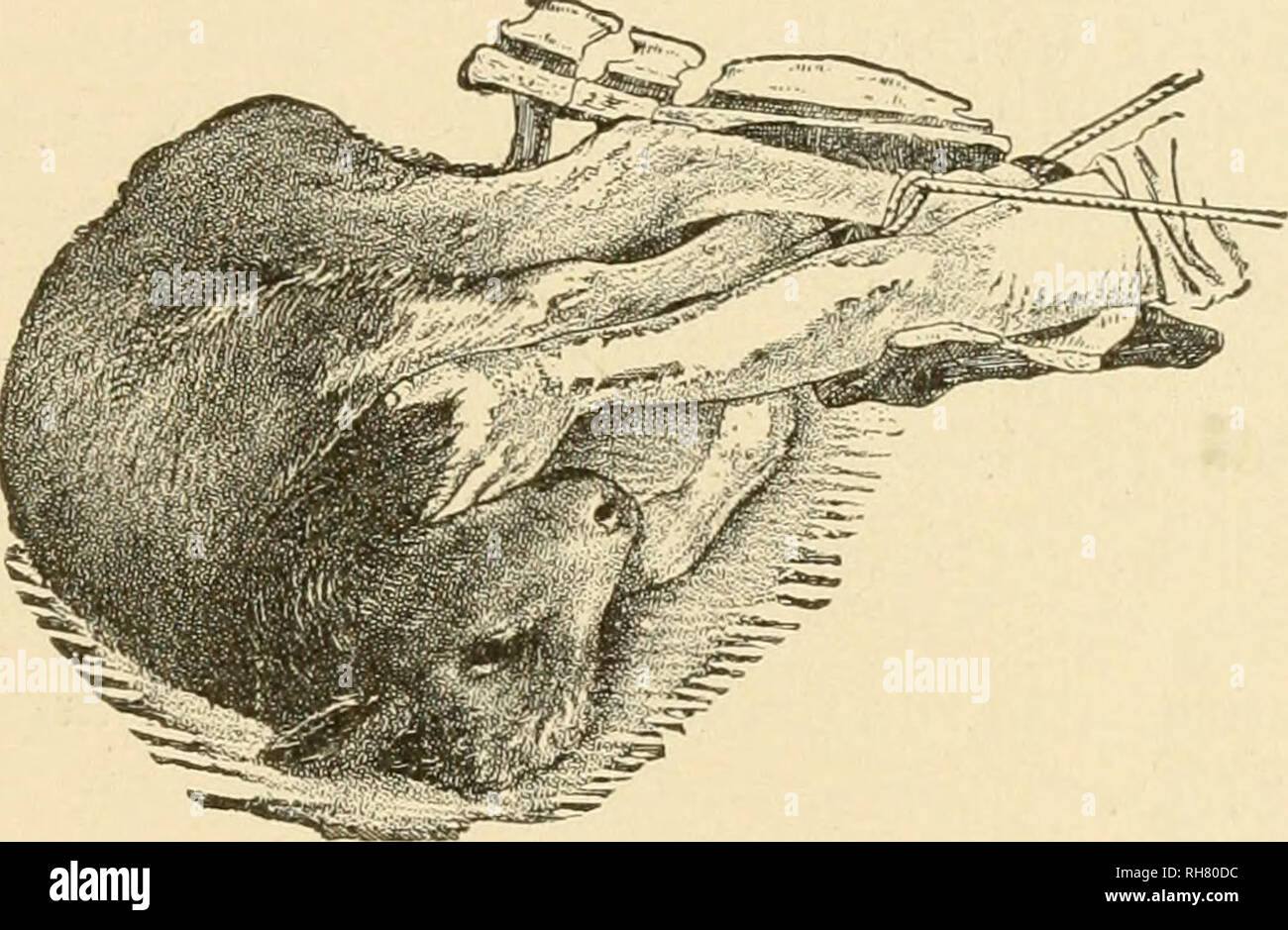. Bovine obstetrics. Veterinary obstetrics. CLASSIFICATION OF ABNORMAL ...