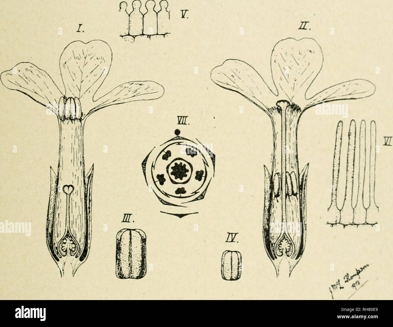 . Botany of the living plant. Botany. APPENDIX A 527 year. The flowers ...
