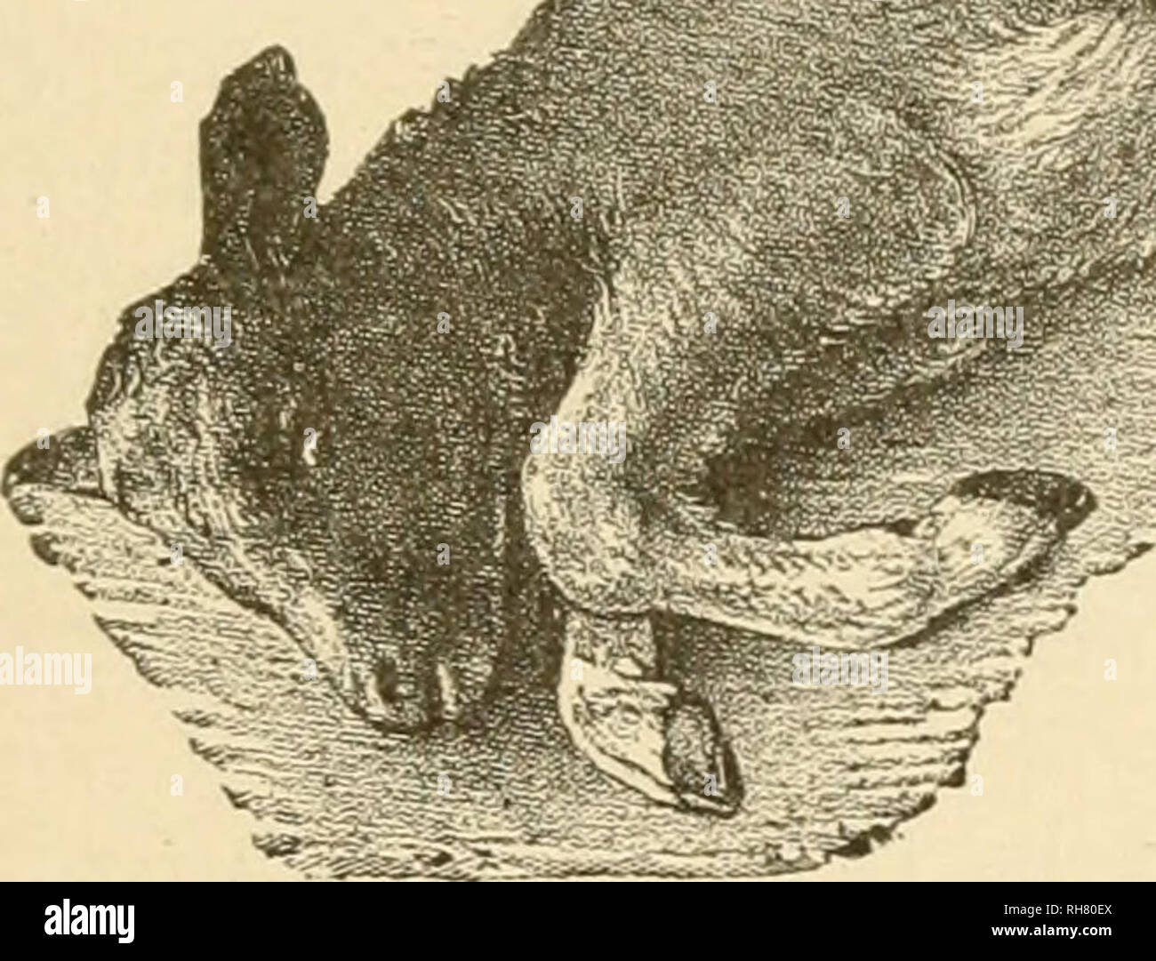 . Bovine obstetrics. Veterinary obstetrics. CLASSIFICATION OF ABNORMAL ...