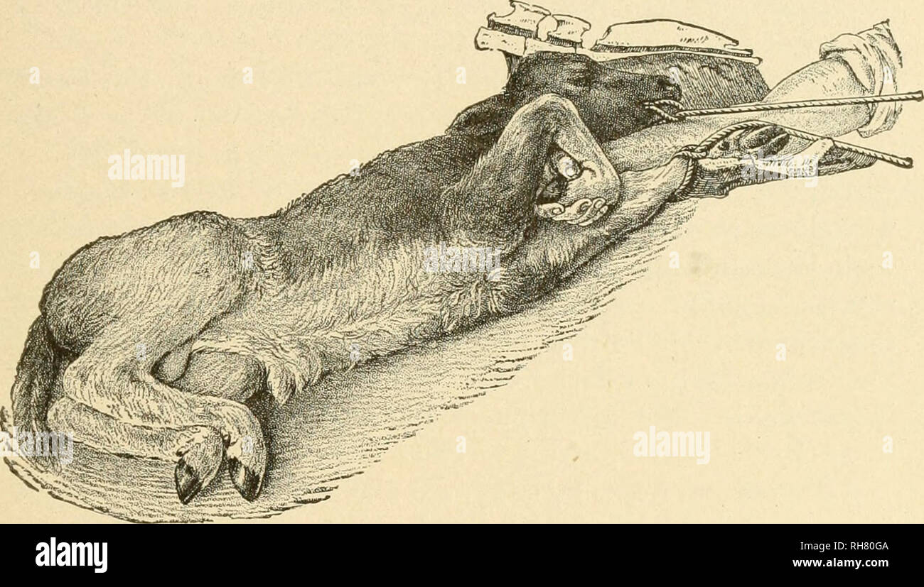 . Bovine obstetrics. Veterinary obstetrics. CLASSIFICATION OF ABNORMAL ...