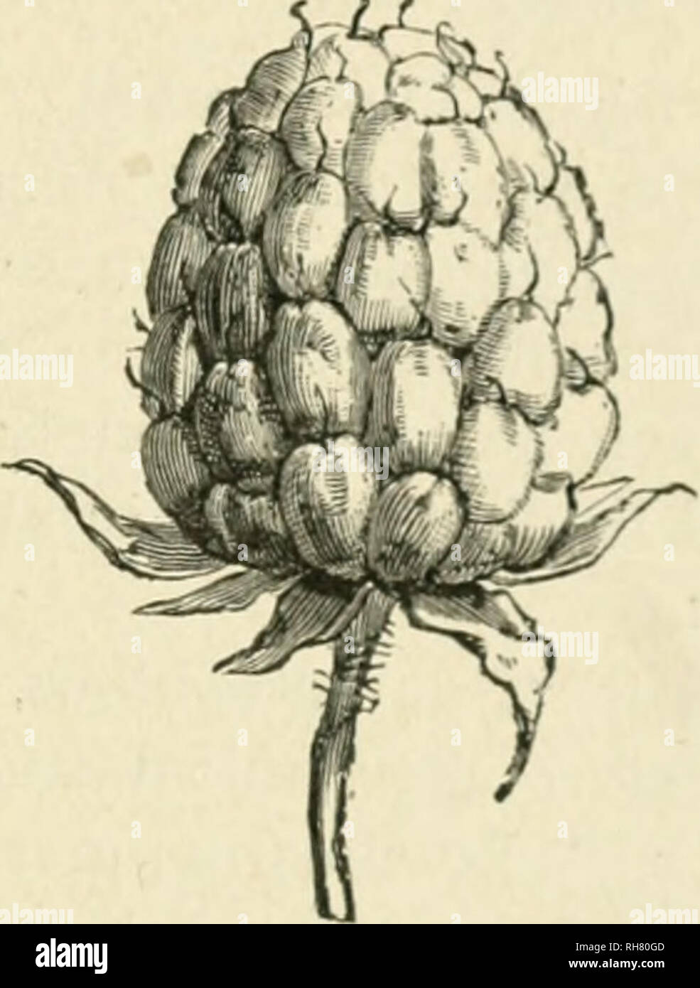 . Botany of the living plant. Botany. Fig. 429. Fig. 430. Drupe of ...