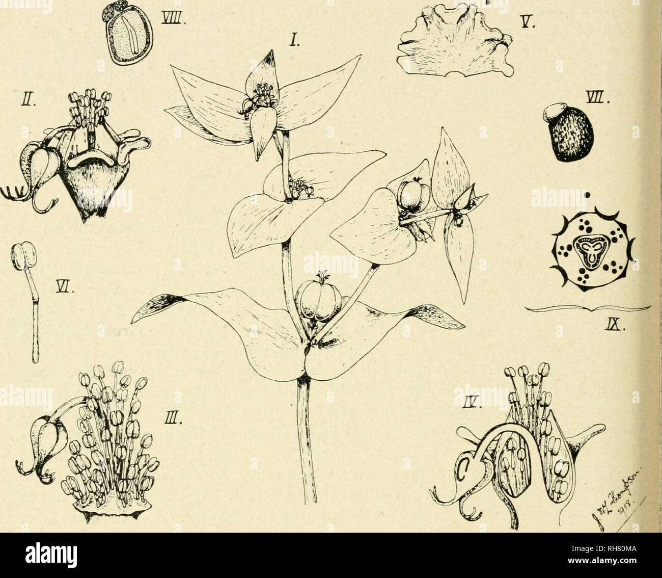 Cyathium type inflorescence hi-res stock photography and images - Alamy