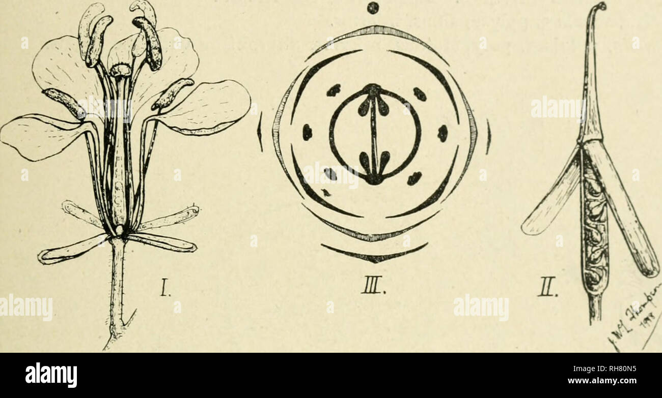 Cruciform petals hi-res stock photography and images - Alamy