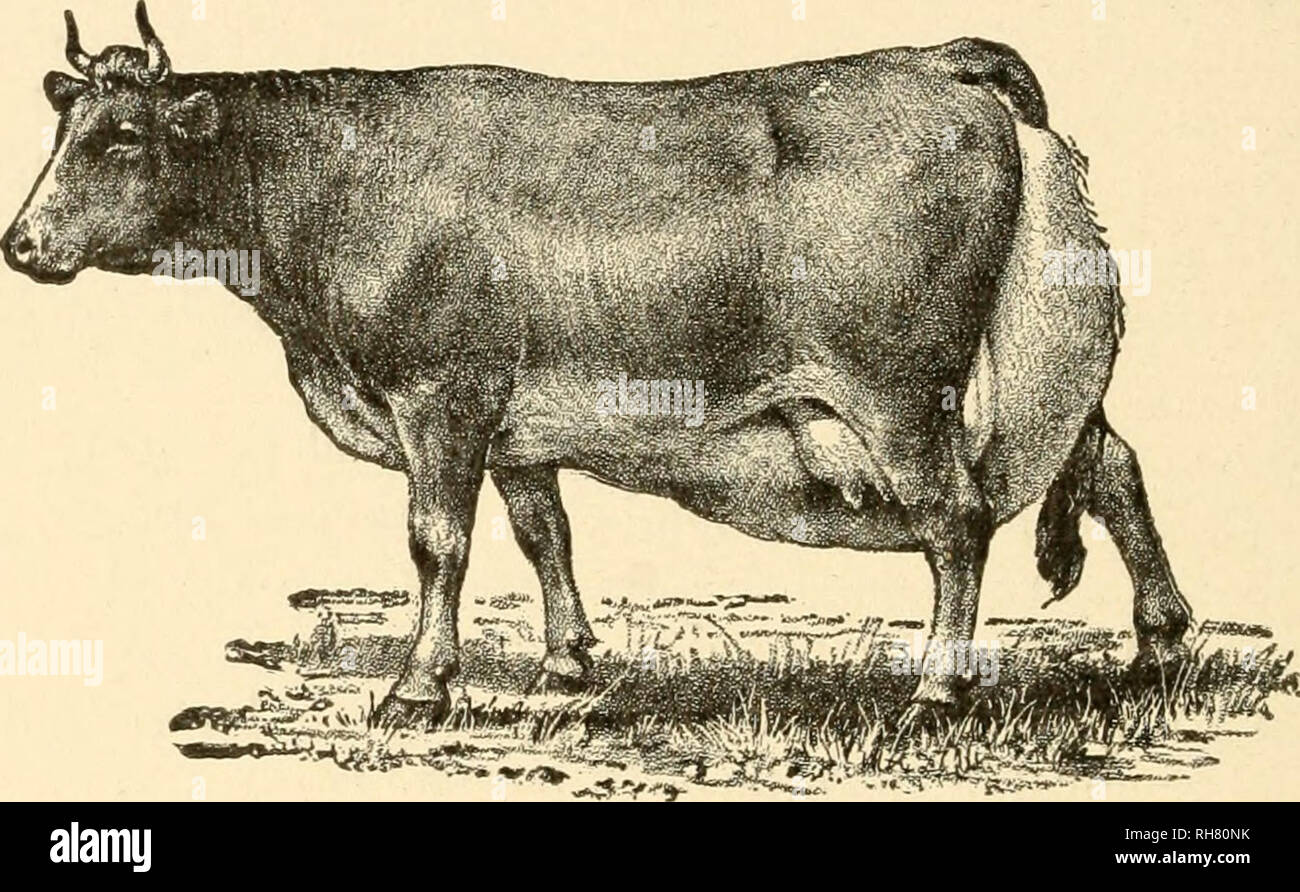 Enormous belly hi-res stock photography and images - Alamy