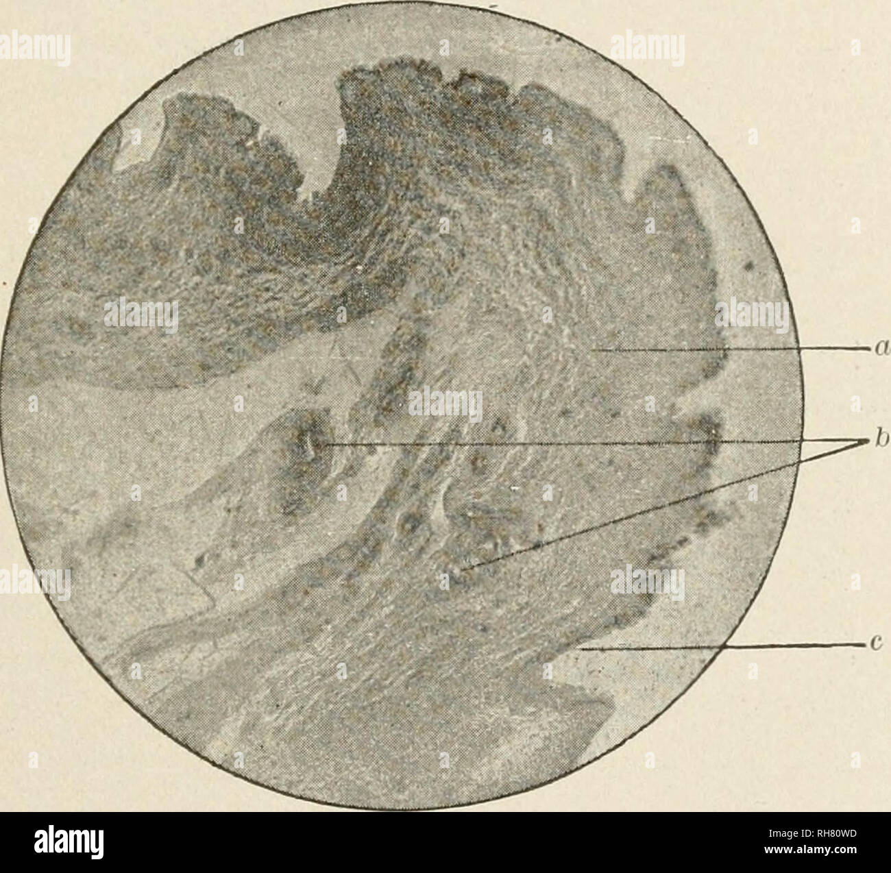 . Bovine obstetrics. Veterinary obstetrics. PROCESS OF EVOLUTION OF THE ...