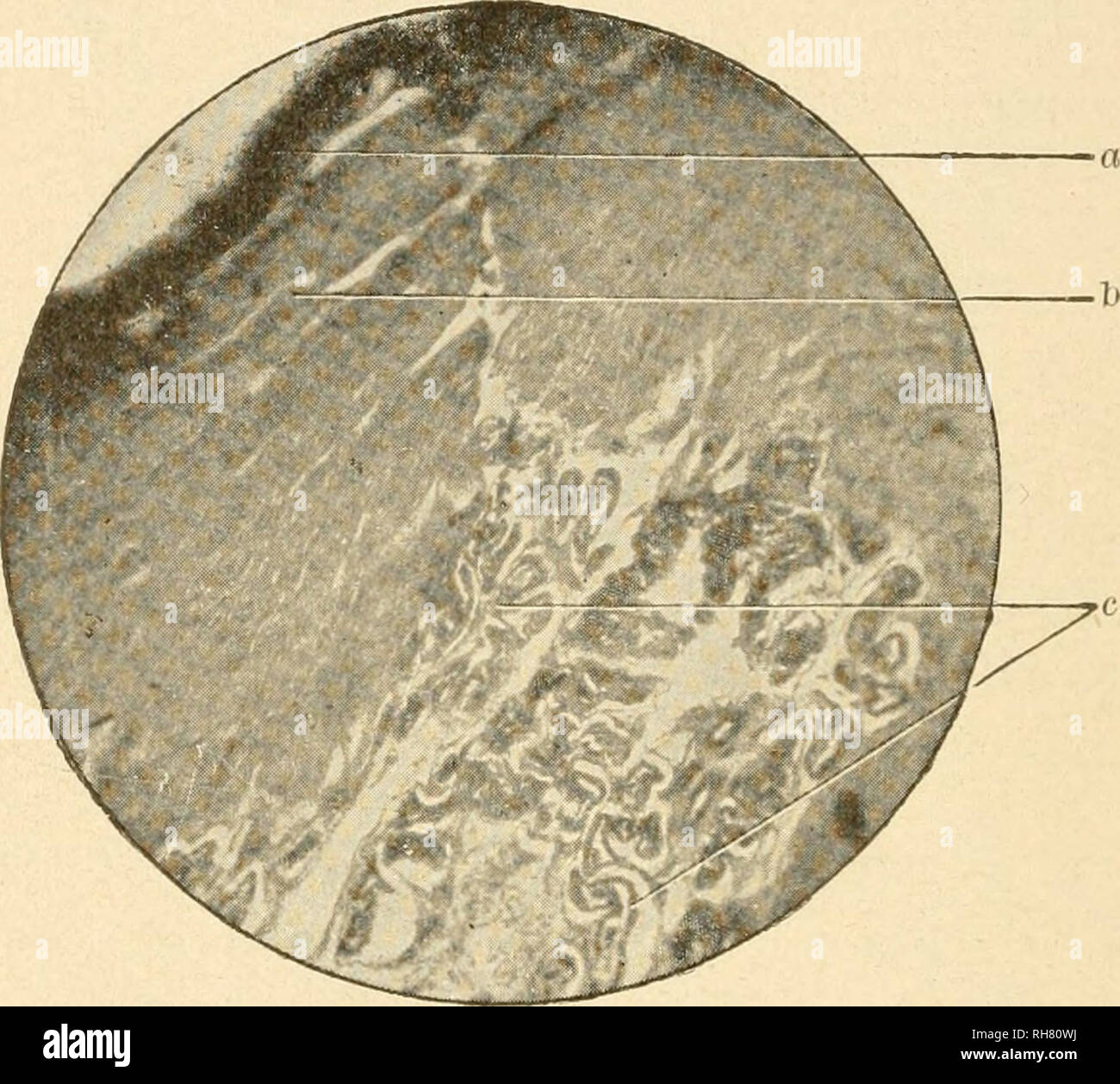 Primipara hi-res stock photography and images - Alamy