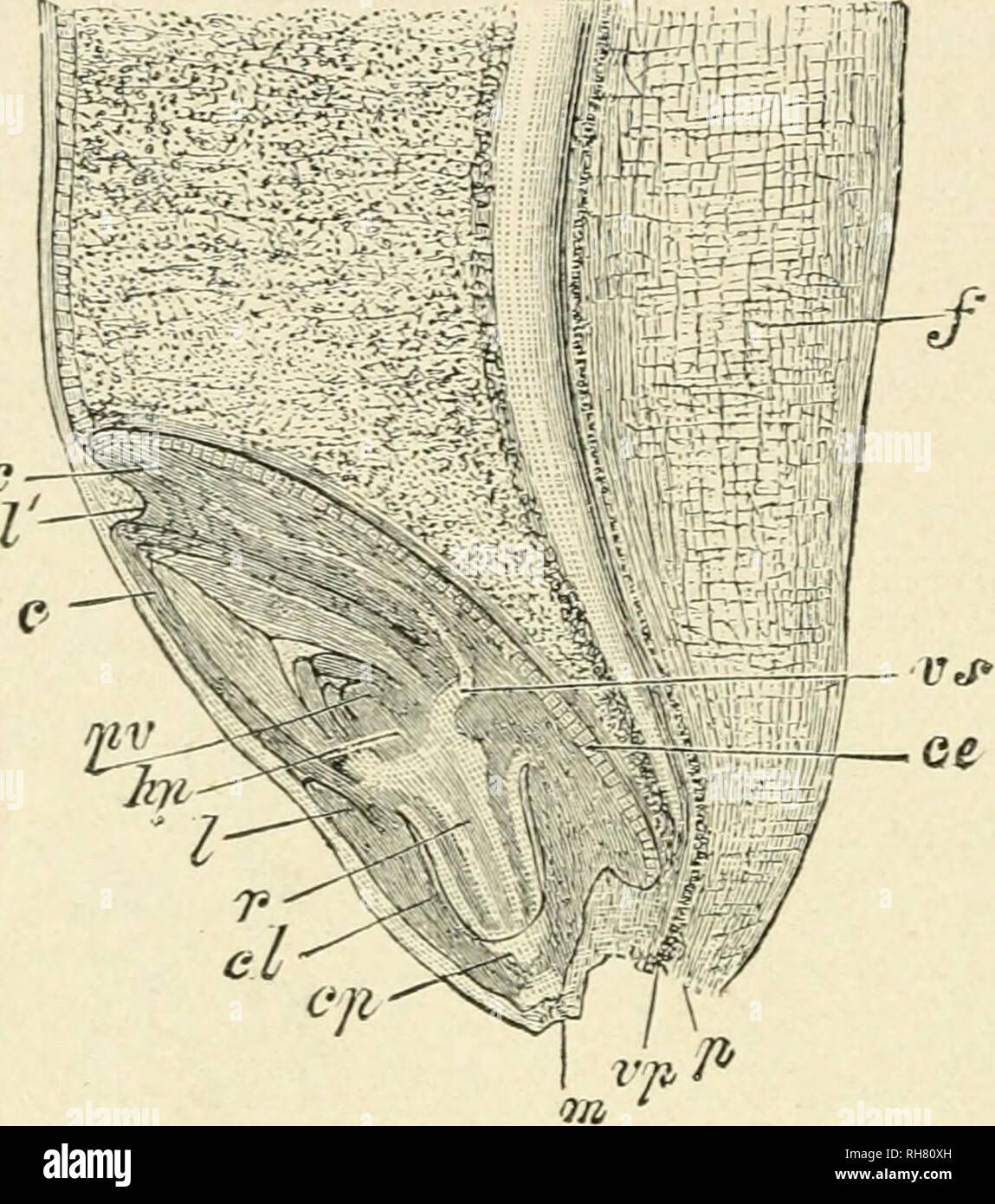 Lodicules hi-res stock photography and images - Alamy