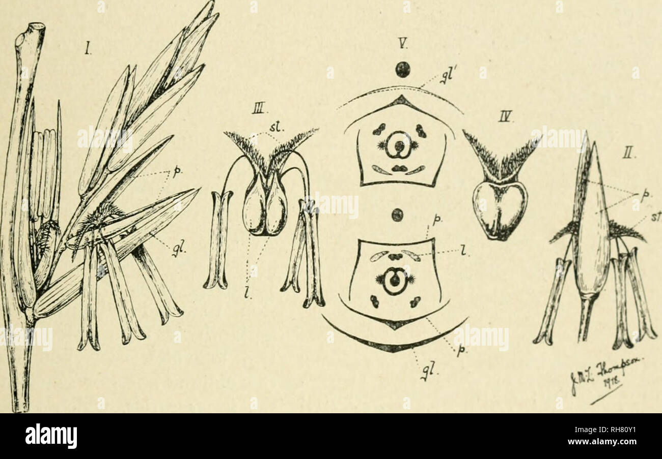 Wind pollination grasses hi-res stock photography and images - Alamy