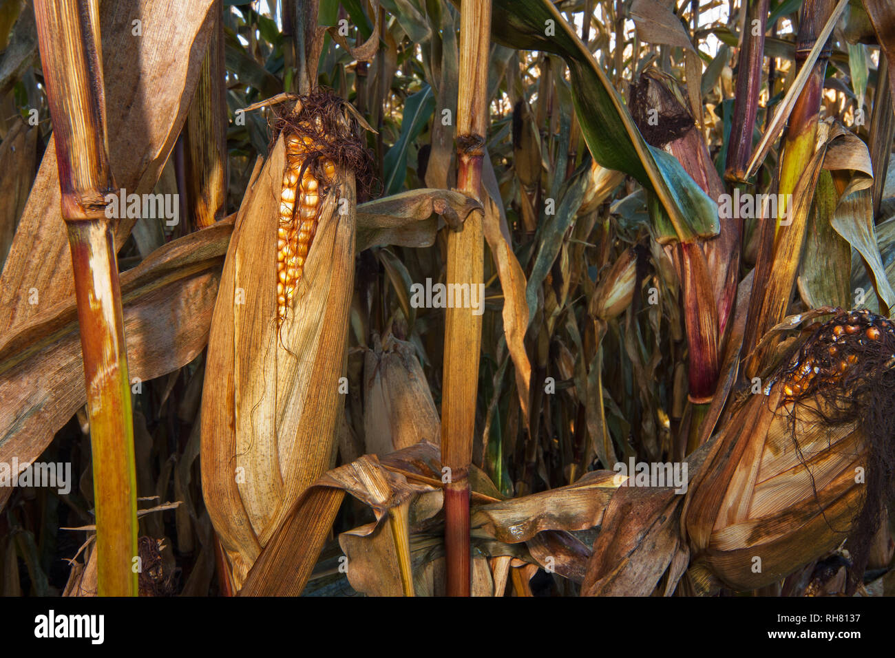 View in a maize field, mature maize ears on stalk Stock Photo - Alamy
