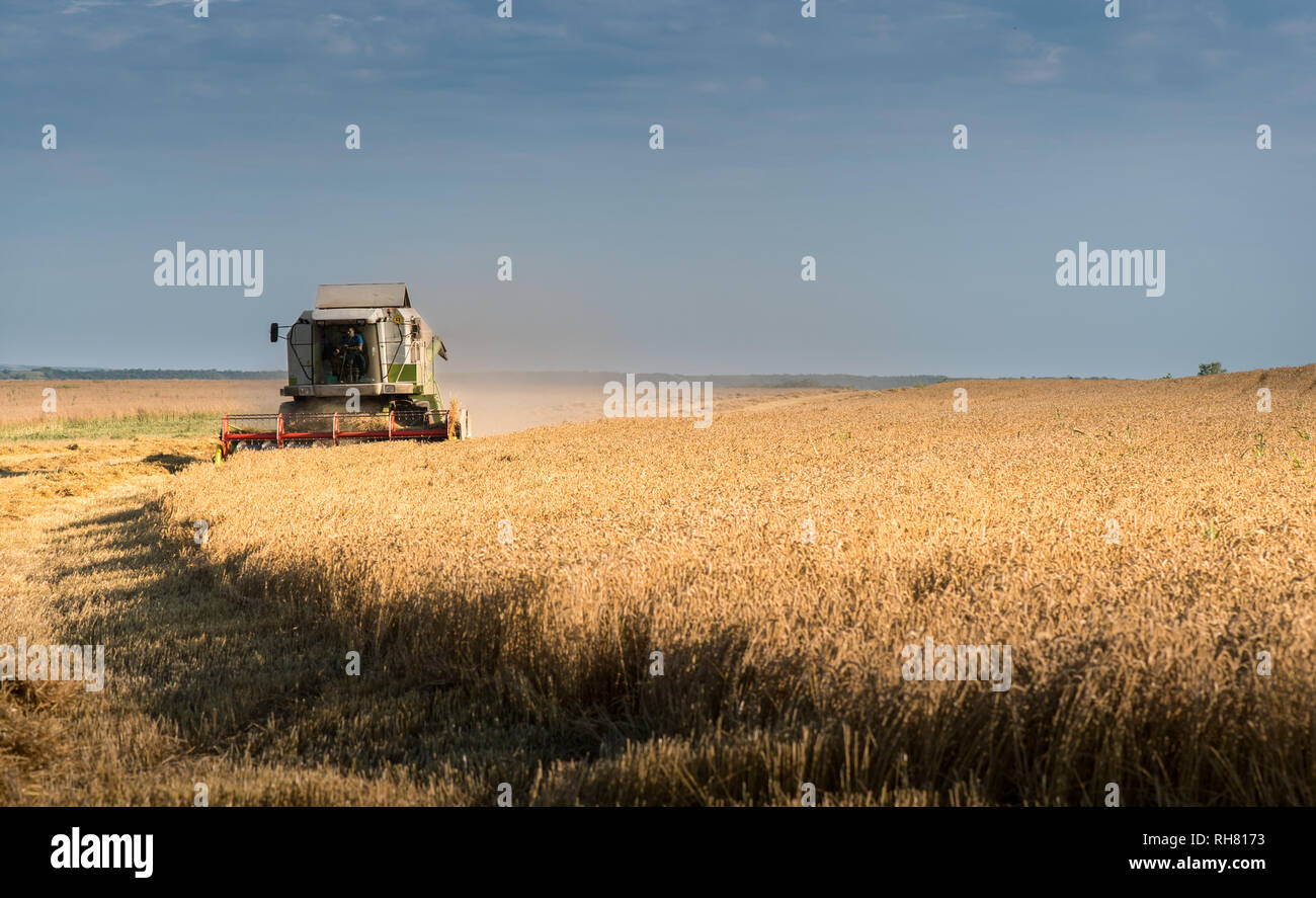 Harvesting of wheat fields with combine Stock Photo - Alamy