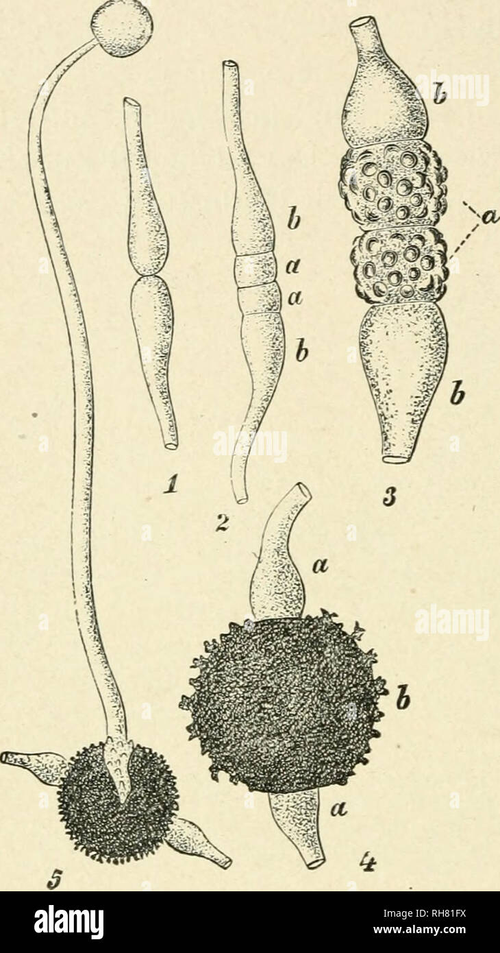 Septate hyphae hi-res stock photography and images - Alamy