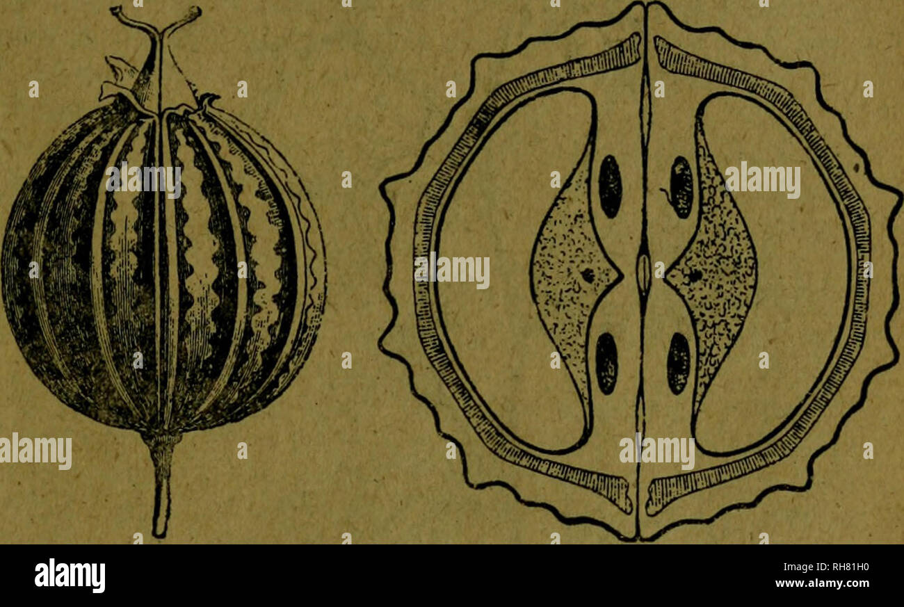 Hojas filiformes hi-res stock photography and images - Alamy