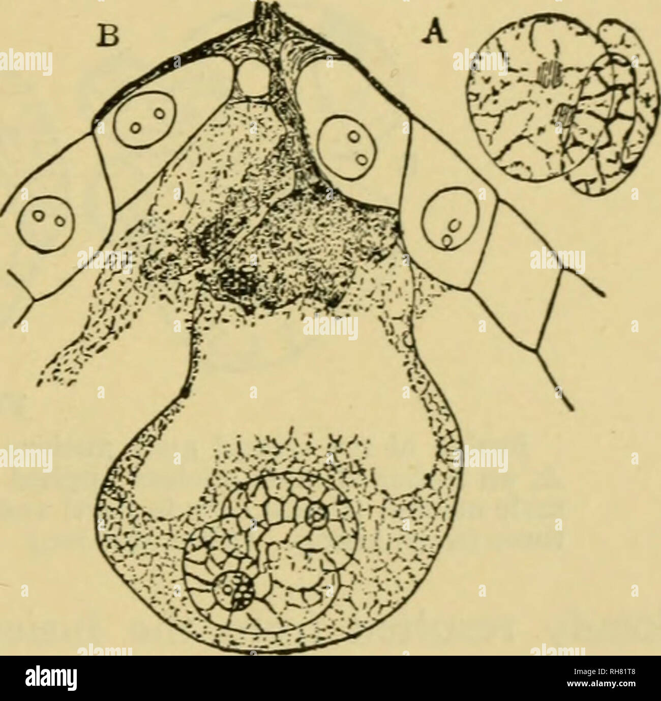 . Botany of the living plant. Botany; Plants. POLLINATION AND ...