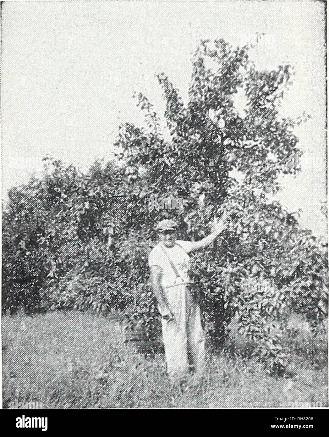 . Bountiful ridge nurseries : our complete catalog and planting guide ...