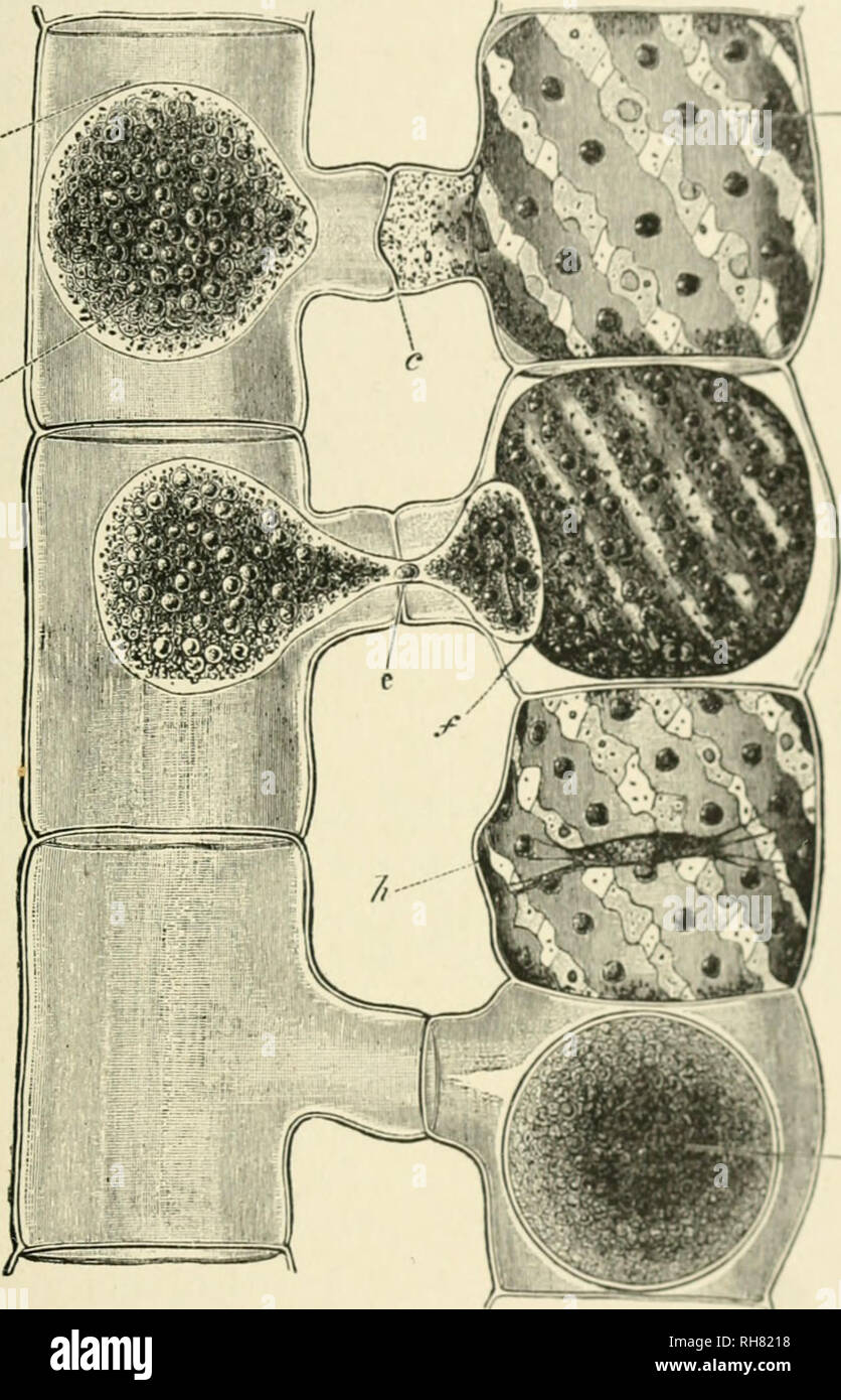. Botany of the living plant. Botany. OR KEN ALCxAE and with no ...