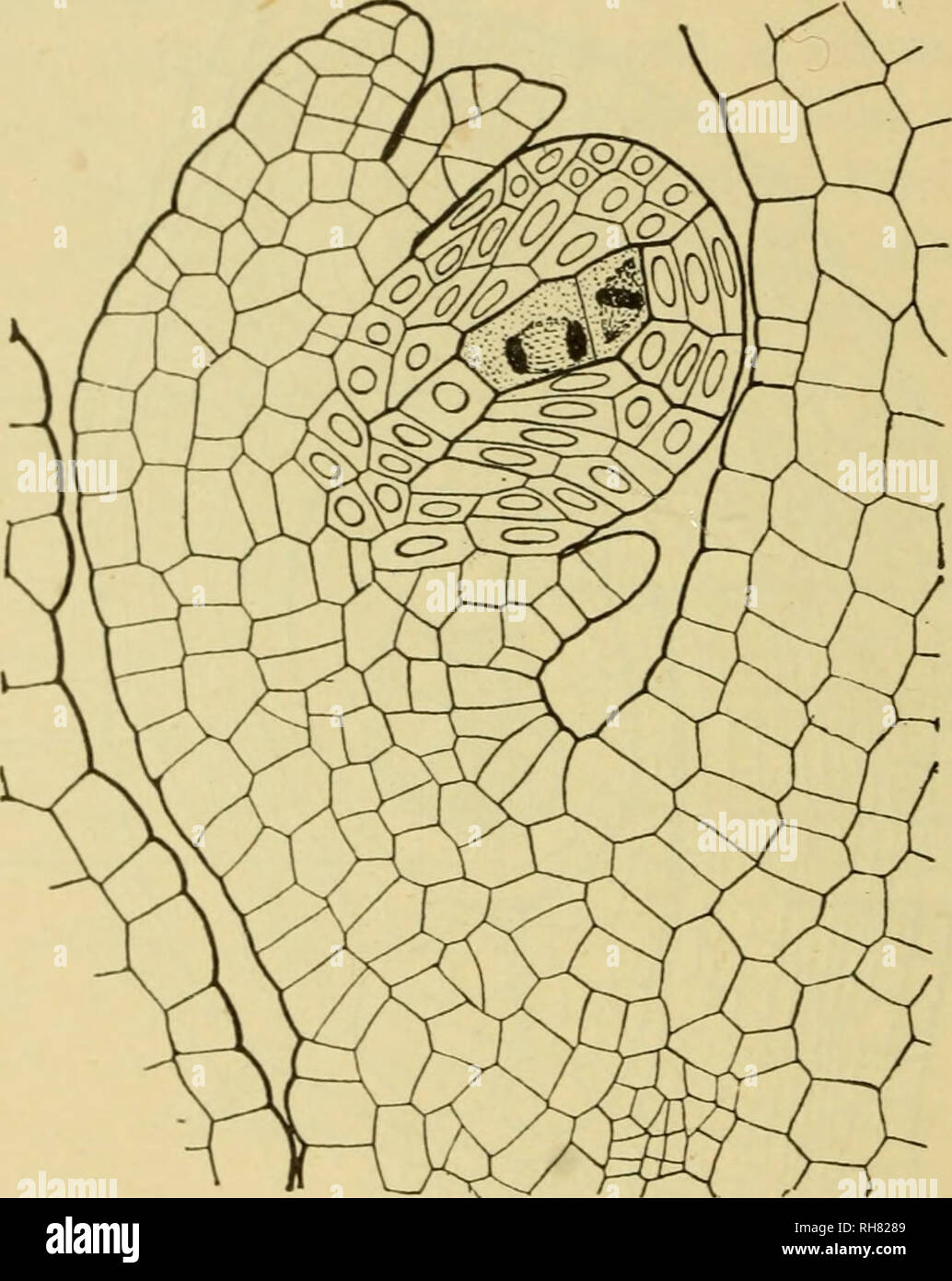 . Botany of the living plant. Botany; Plants. 296 BOTANY OF THE LIVING ...