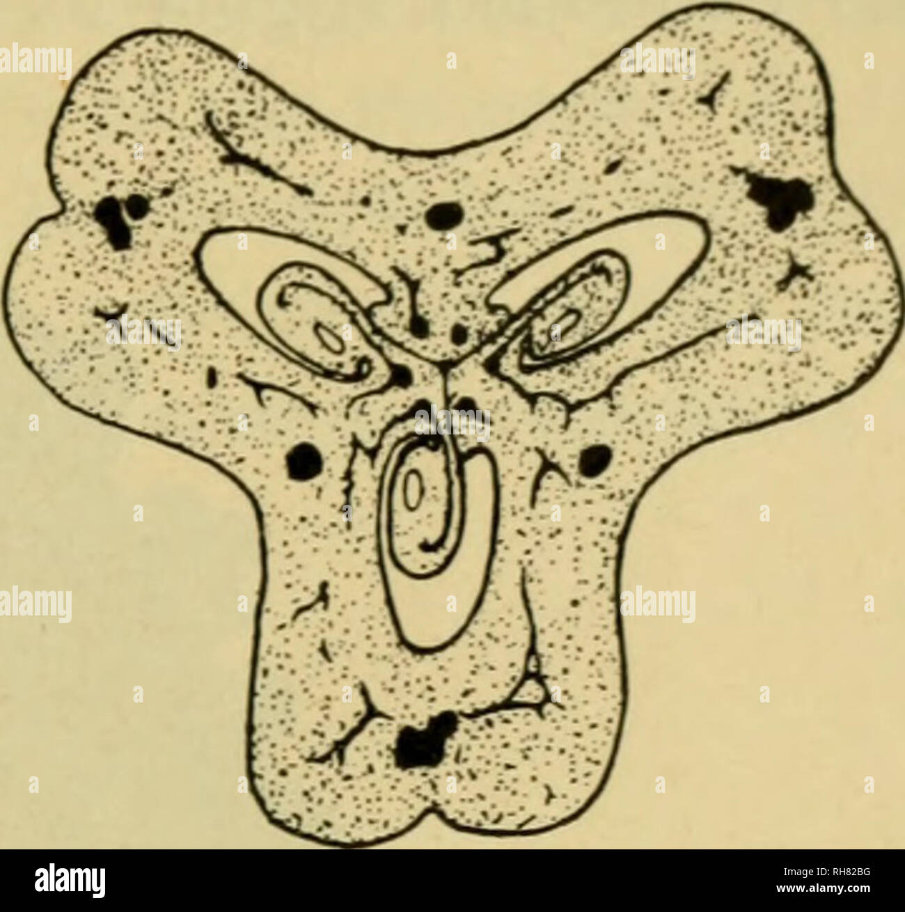 . Botany of the living plant. Botany; Plants. THE CARPEL AND OVULE 291 ...