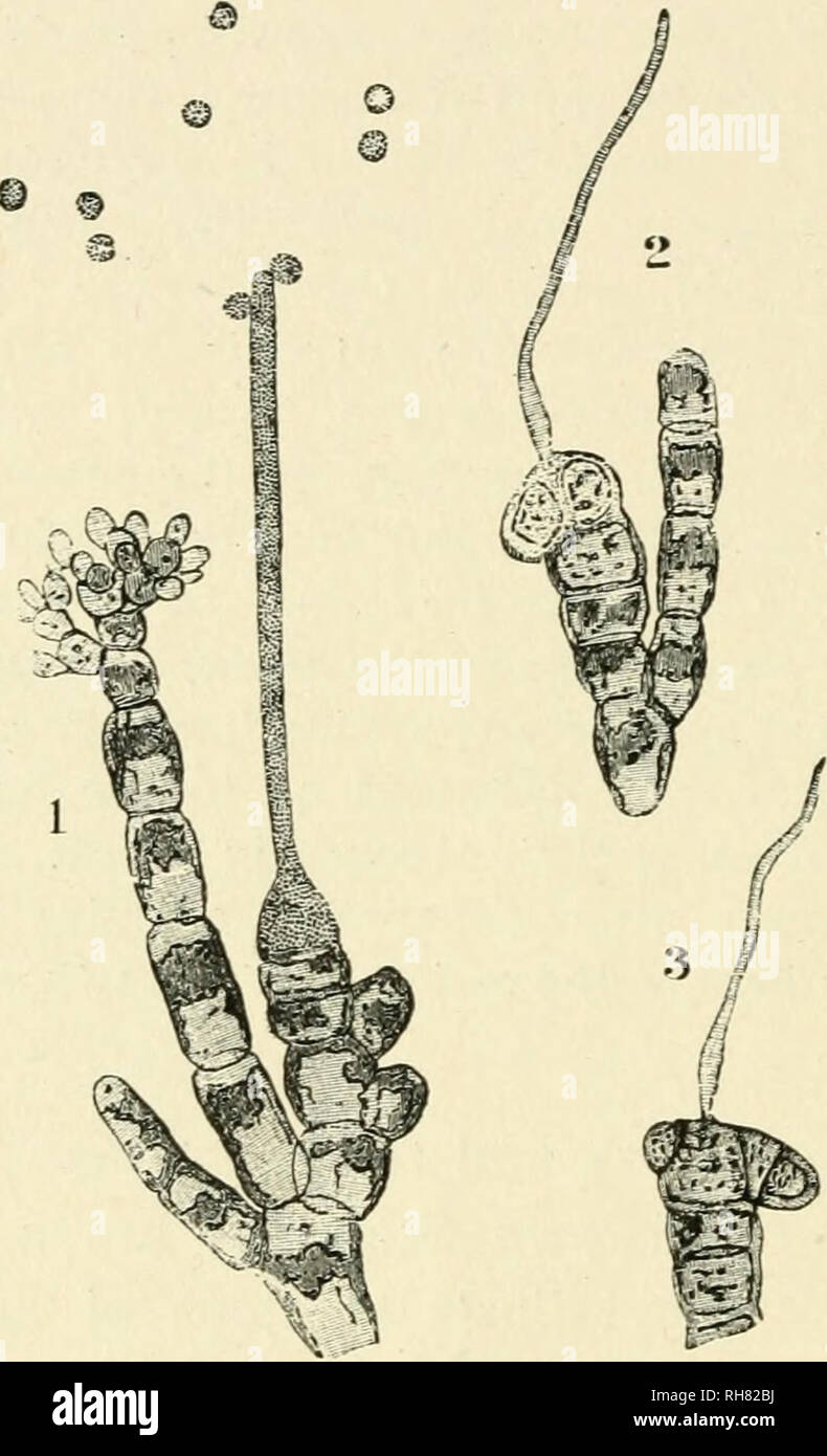 Pigment containing chromatophores hi-res stock photography and images ...
