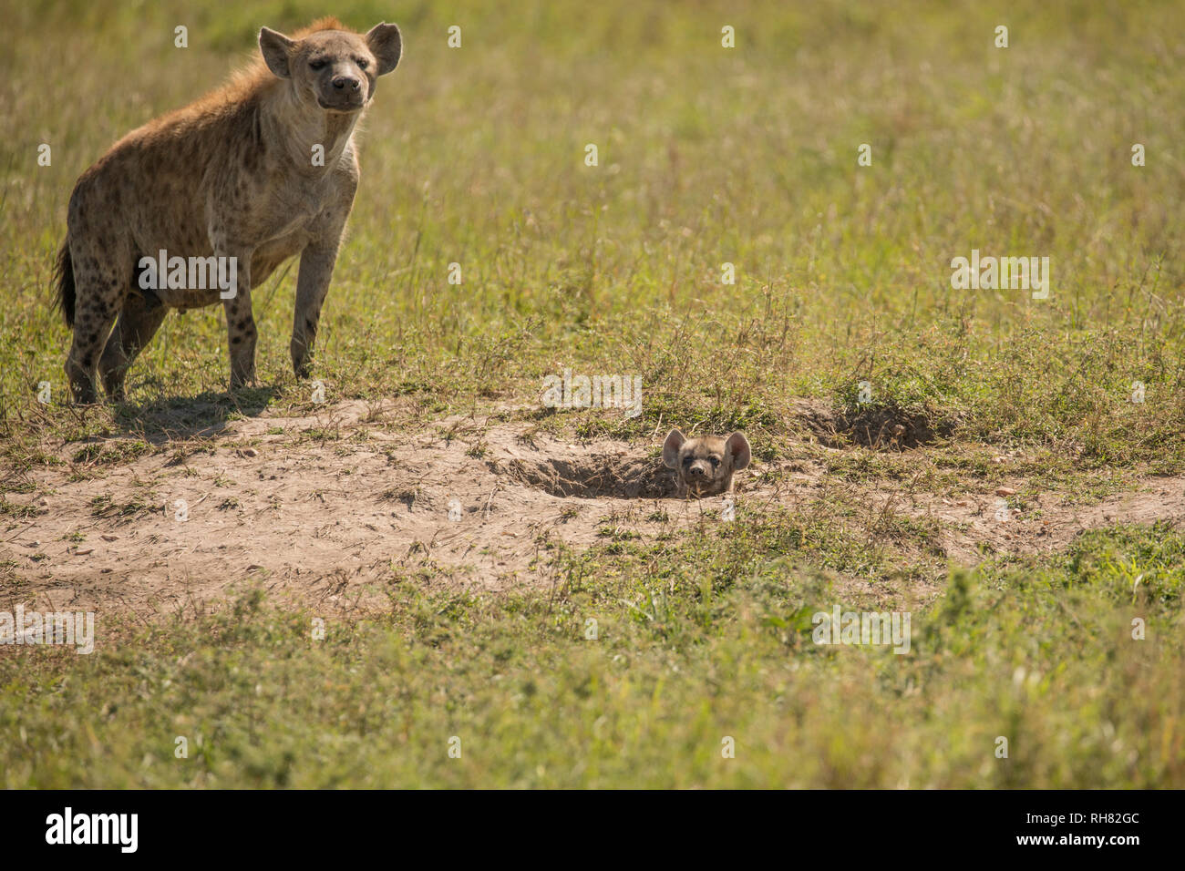 Baby hyena hi-res stock photography and images - Alamy
