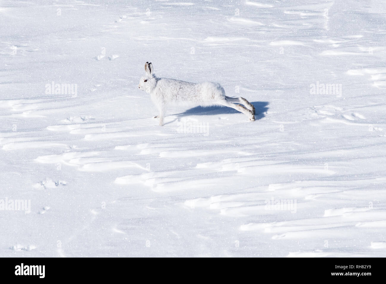 Mountain Hare - Lepus timidus - stretching - in the Cairngorms National ...